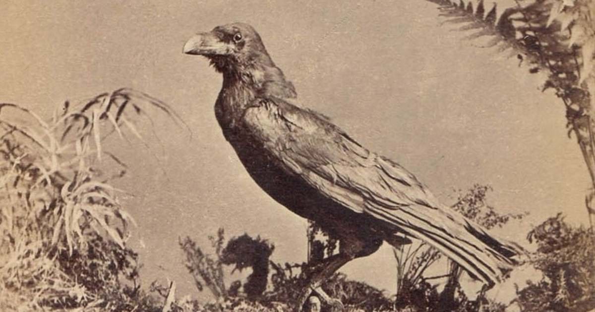 BLOG: Charles Dickens's Raven, Grip by John Culme
