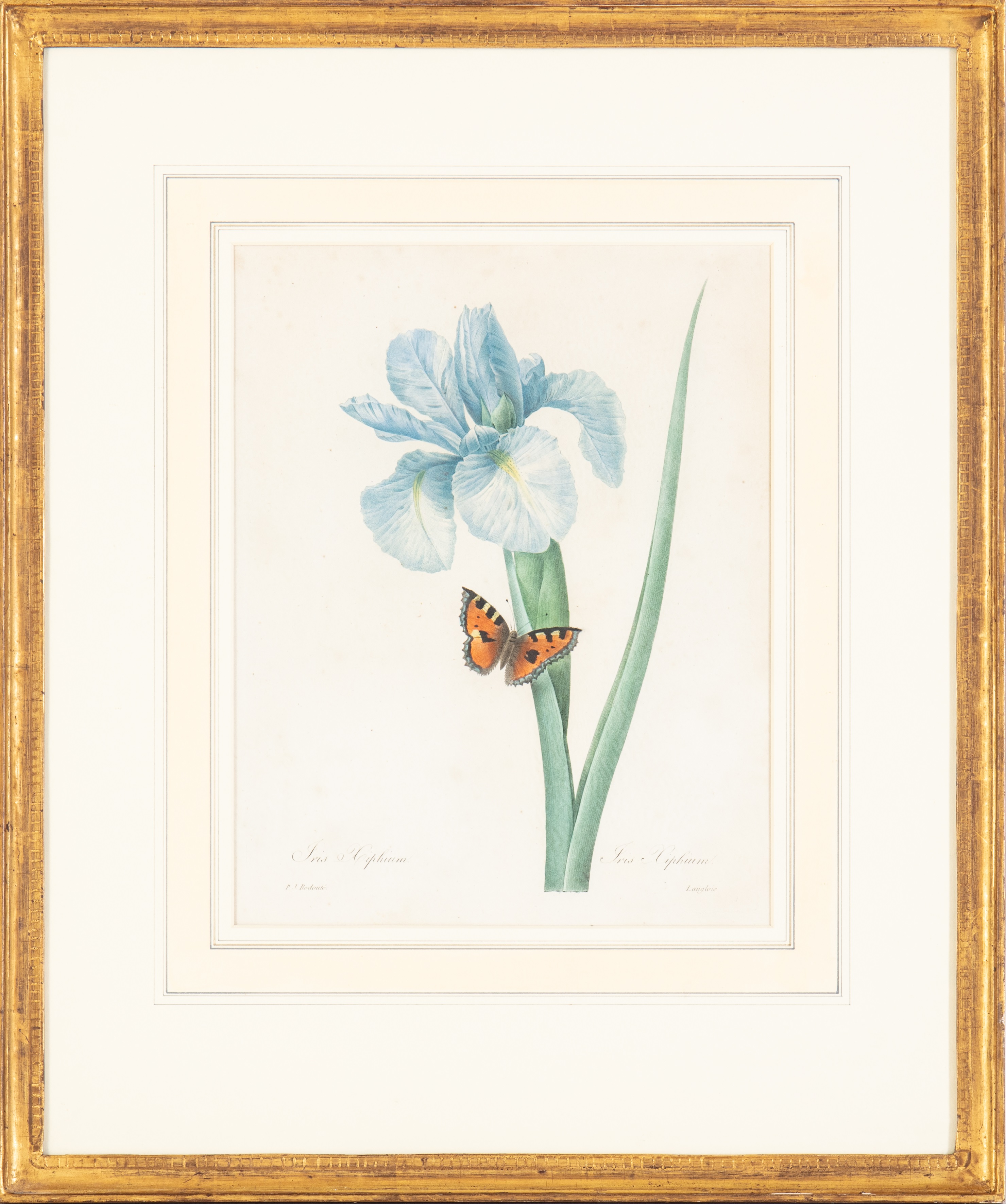 Lot 296 - PIERRE-JOSEPH REDOUTÉ (LUXEMBOURG 1759-1840)